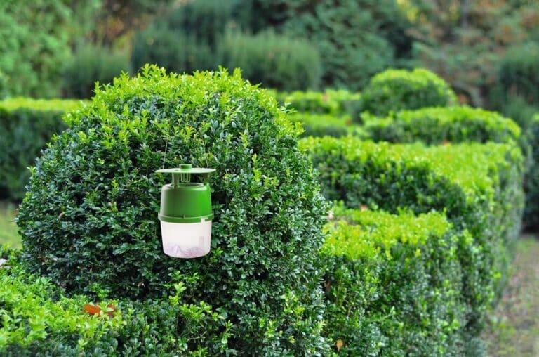 War der Buchsbaumzünsler am Werk? - Seezon DE