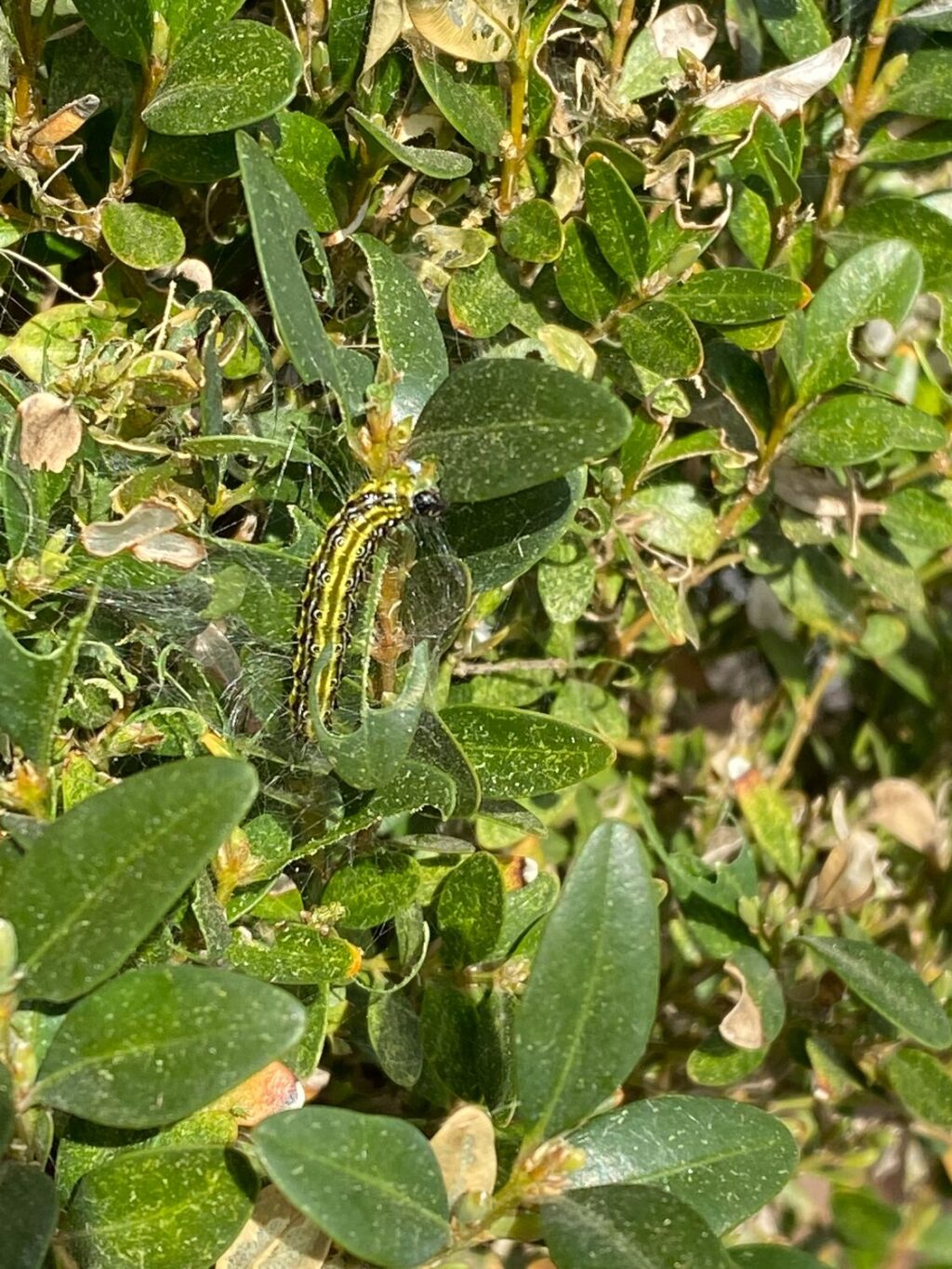 Buchsbaumzünsler - Seezon DE