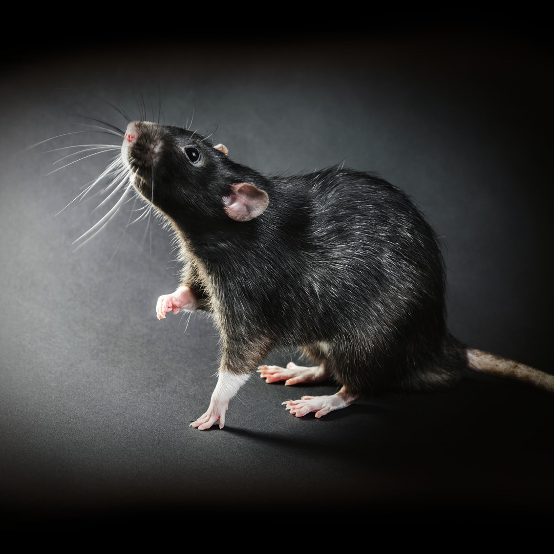Ratten – eine Gefahr für die Gesundheit - Seezon DE
